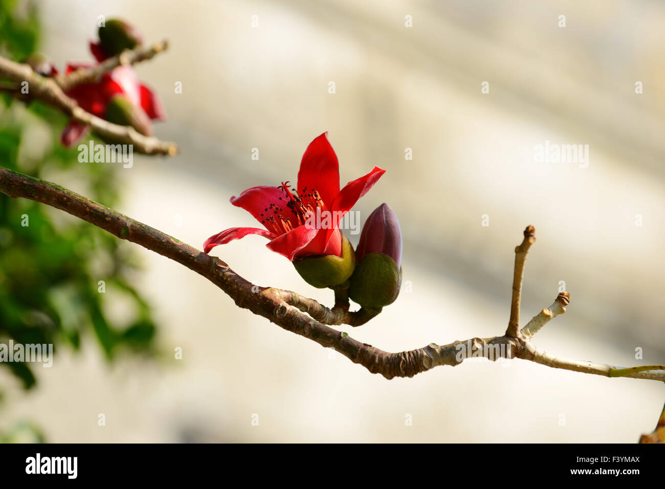The flowers of ceiba tree Stock Photo - Alamy