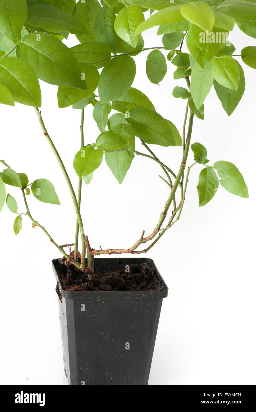 blueberry plant with pot and roots Stock Photo - Alamy