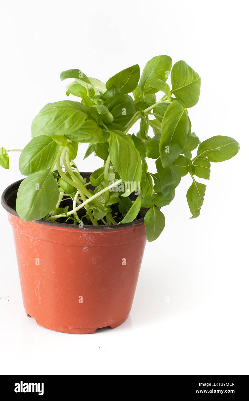 basil plant with pot and roots Stock Photo - Alamy