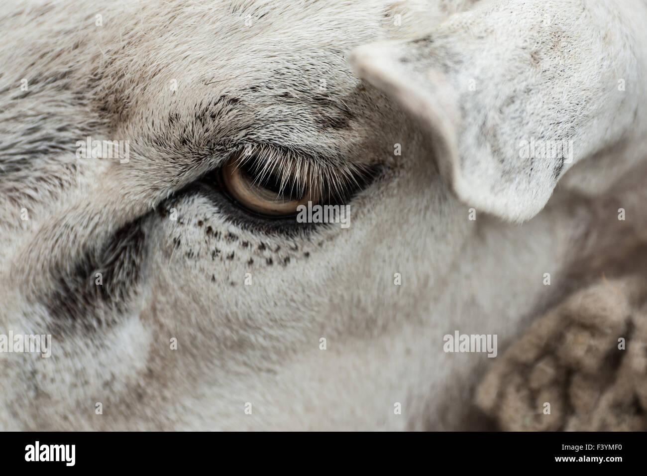 Sheepshead High Resolution Stock Photography and Images - Alamy