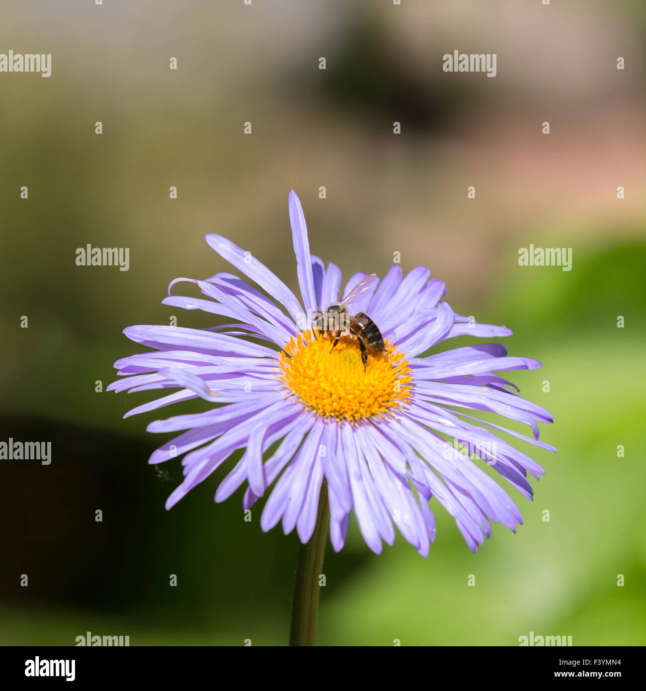 Bee collecting nectar on blooming hi-res stock photography and images ...