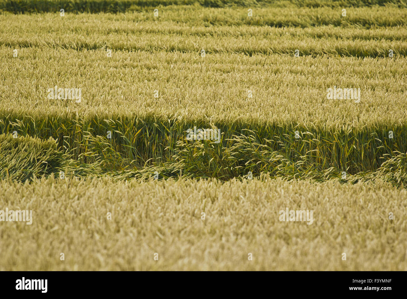 Barley damage hi-res stock photography and images - Alamy