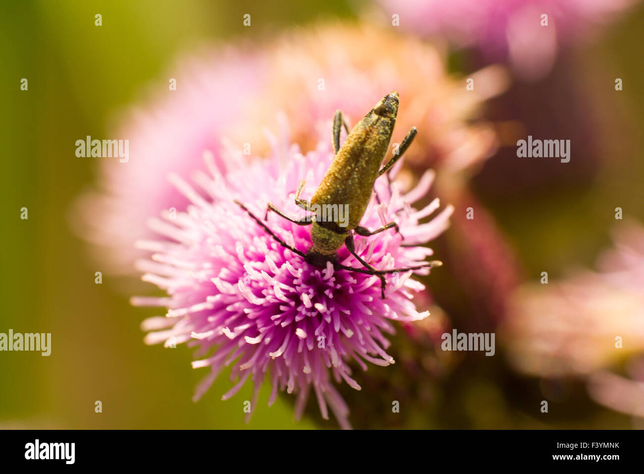 Mustache plant hi-res stock photography and images - Alamy