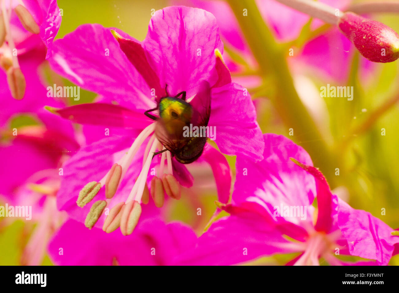 Flower wind fly hi-res stock photography and images - Alamy