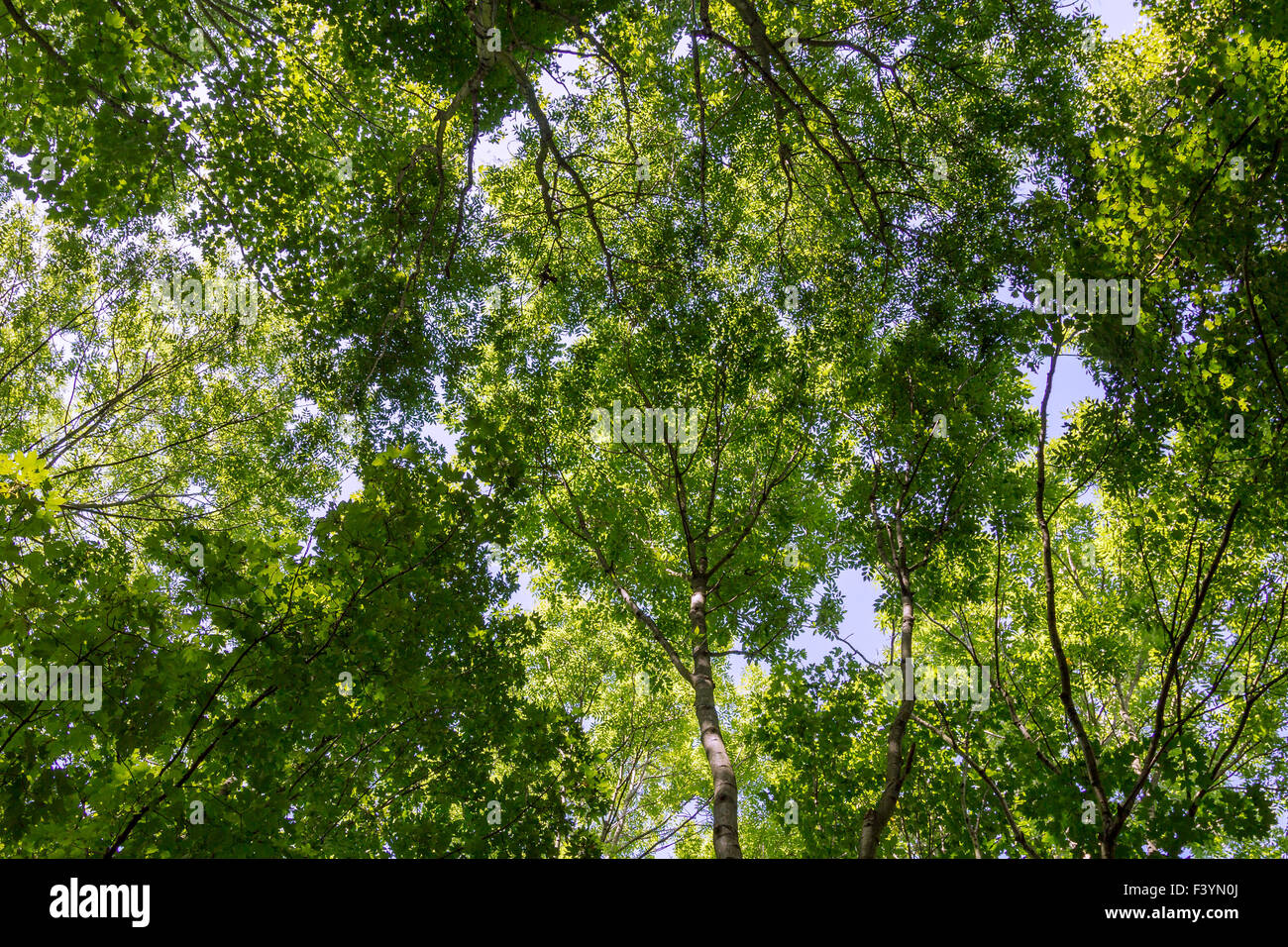 Looking up into the treetops hi-res stock photography and images - Alamy