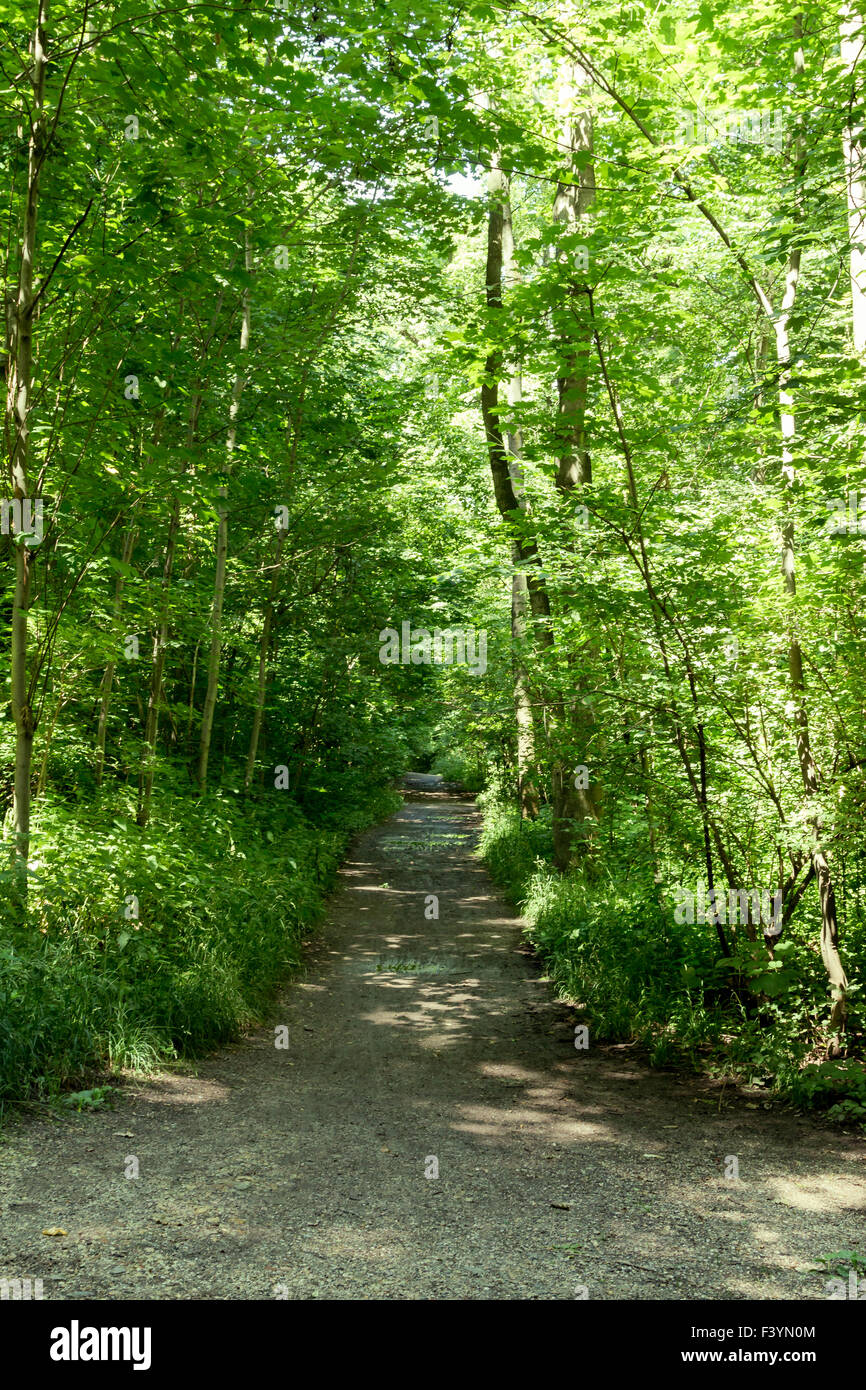 forest path in summer Stock Photo - Alamy