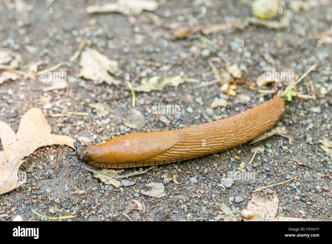 Schnecke slug hi-res stock photography and images - Alamy