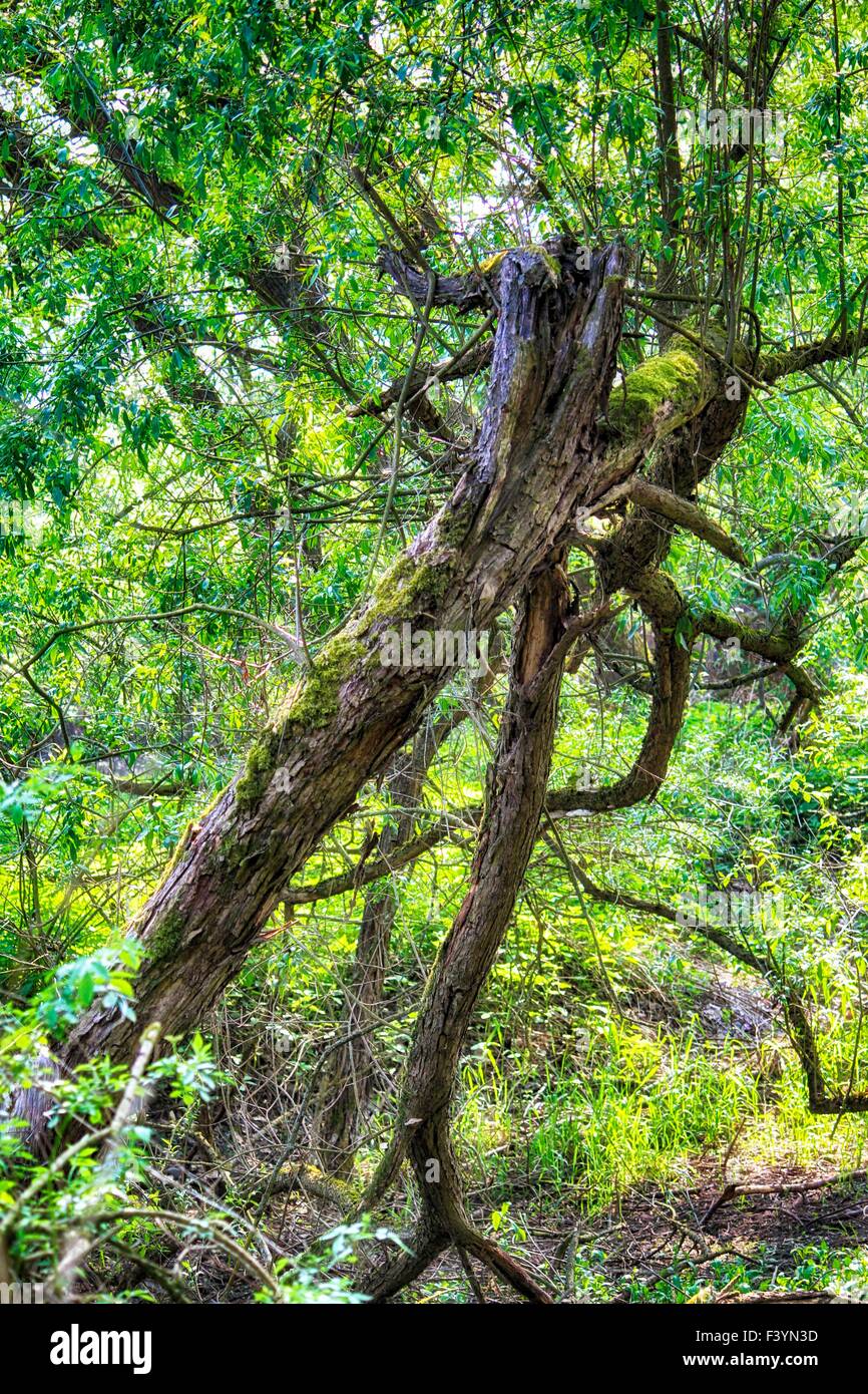 Stamm stamme hi-res stock photography and images - Alamy
