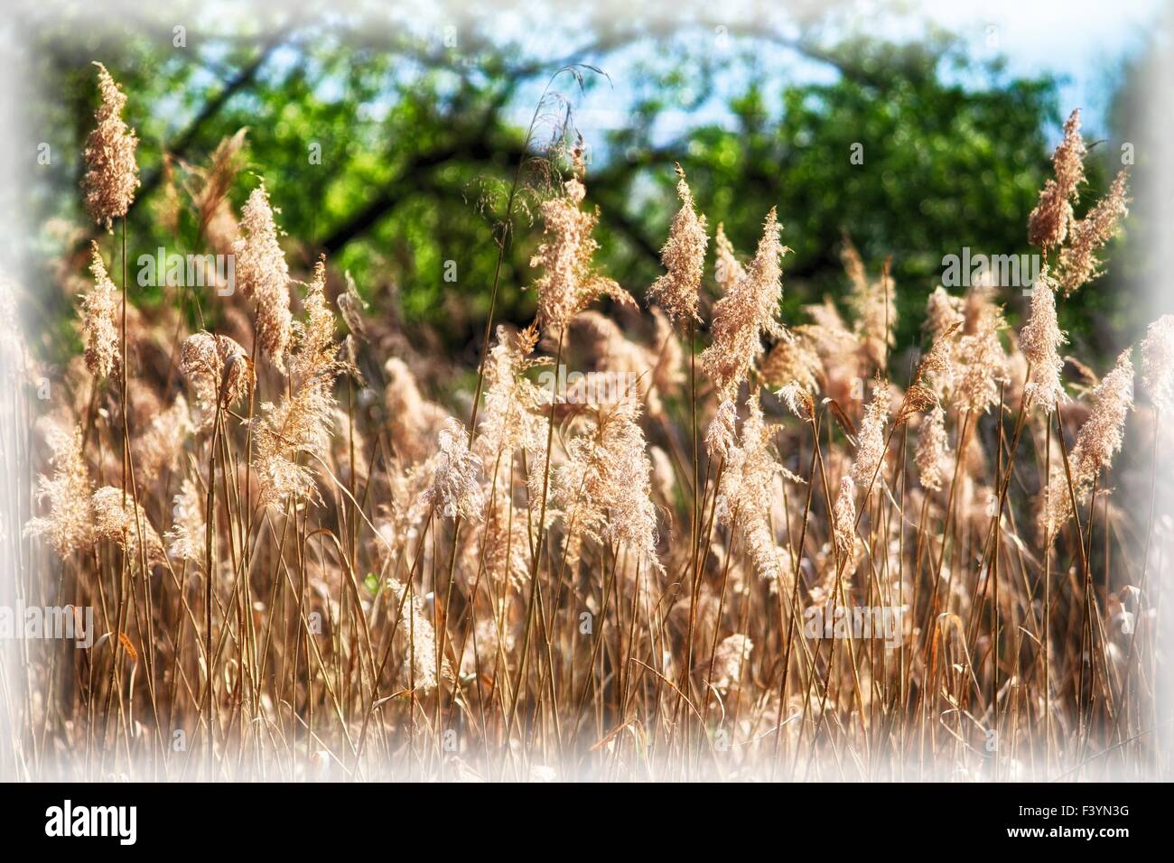 Thin grasses hi-res stock photography and images - Alamy
