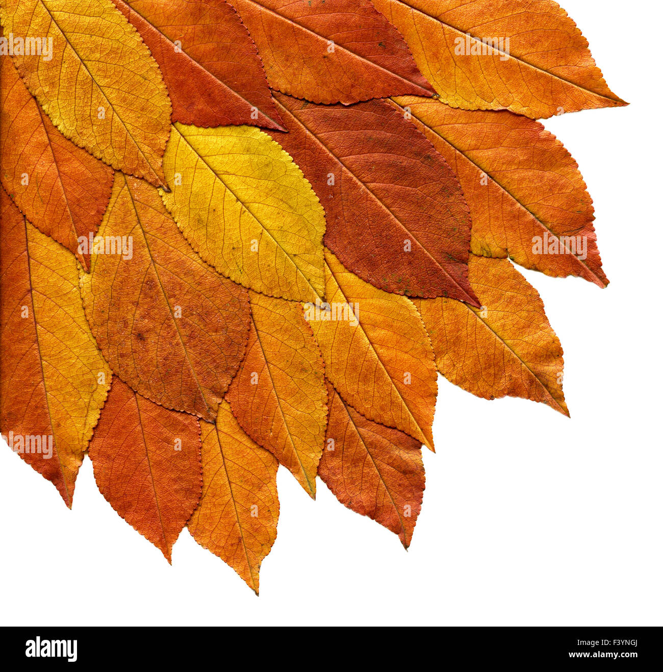 Autumn leaves isolated on white Stock Photo - Alamy