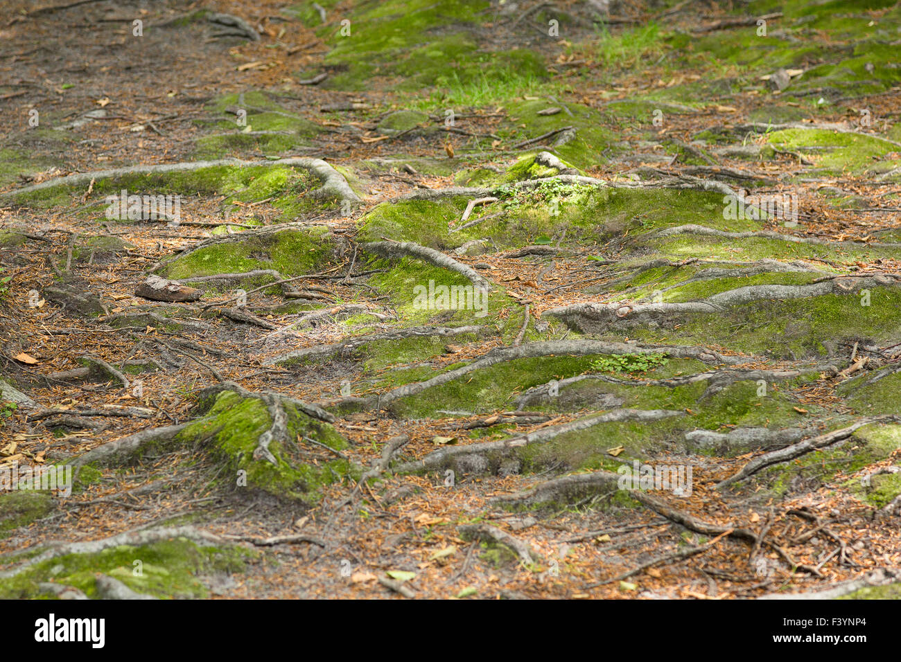 Moss and tree roots Stock Photo - Alamy