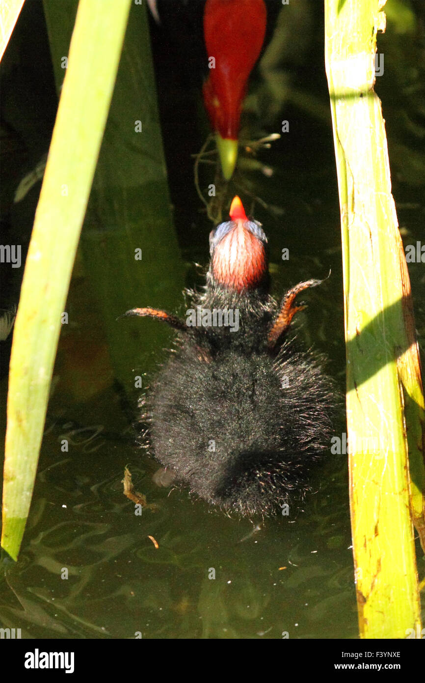 Baby american coot hi-res stock photography and images - Alamy