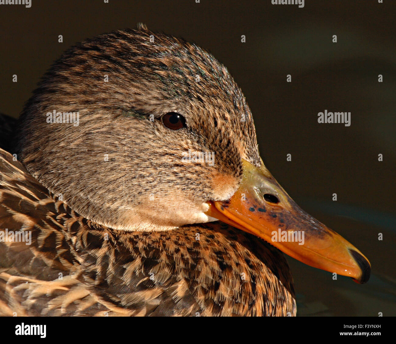 A female Mallard up close Stock Photo - Alamy