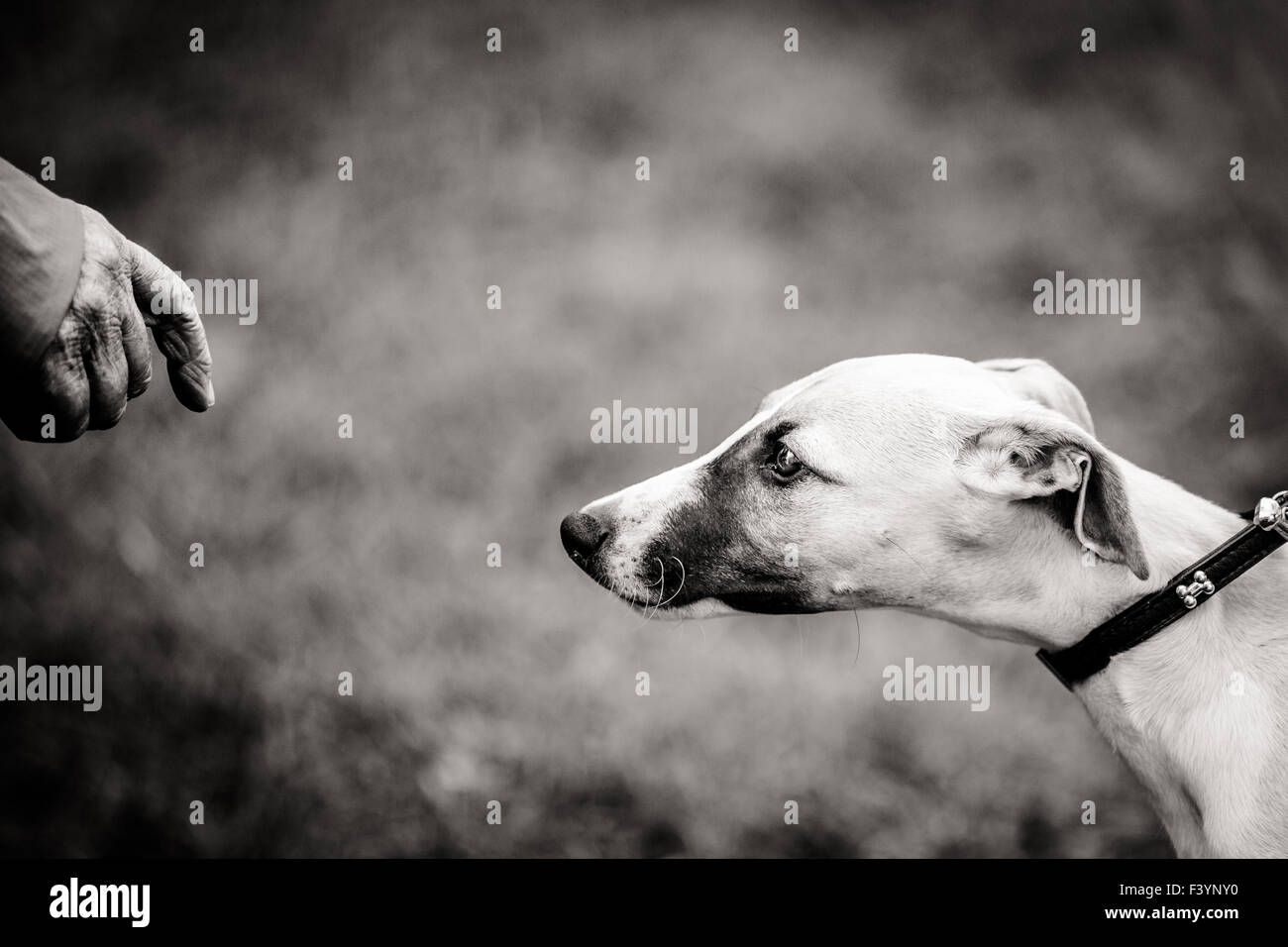 Is cautious hi-res stock photography and images - Alamy