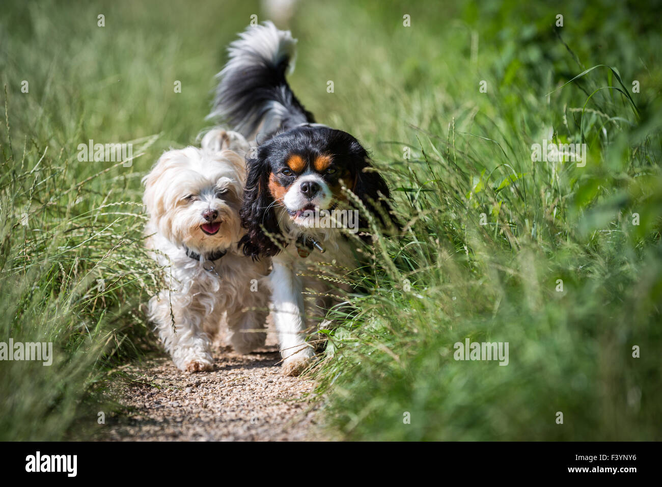 King george spaniel hi-res stock photography and images - Alamy