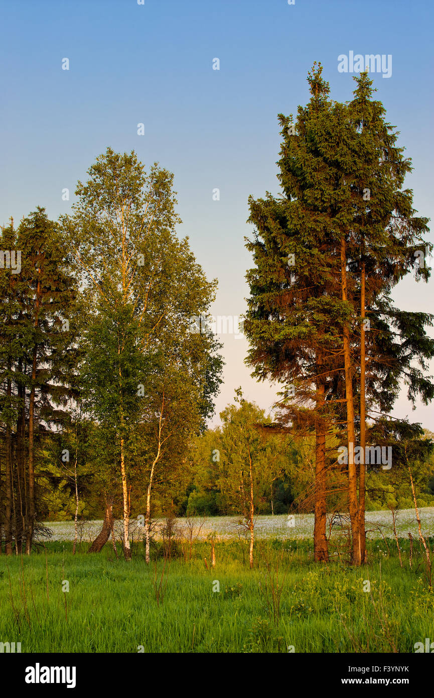 Light on trees hi-res stock photography and images - Alamy