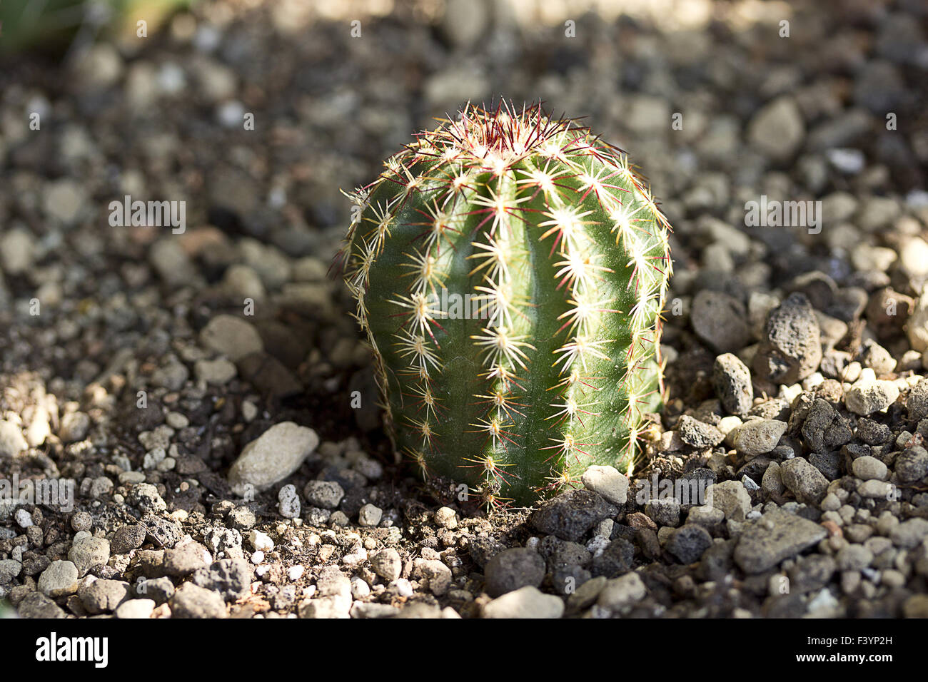 Hardy cactus hi-res stock photography and images - Alamy