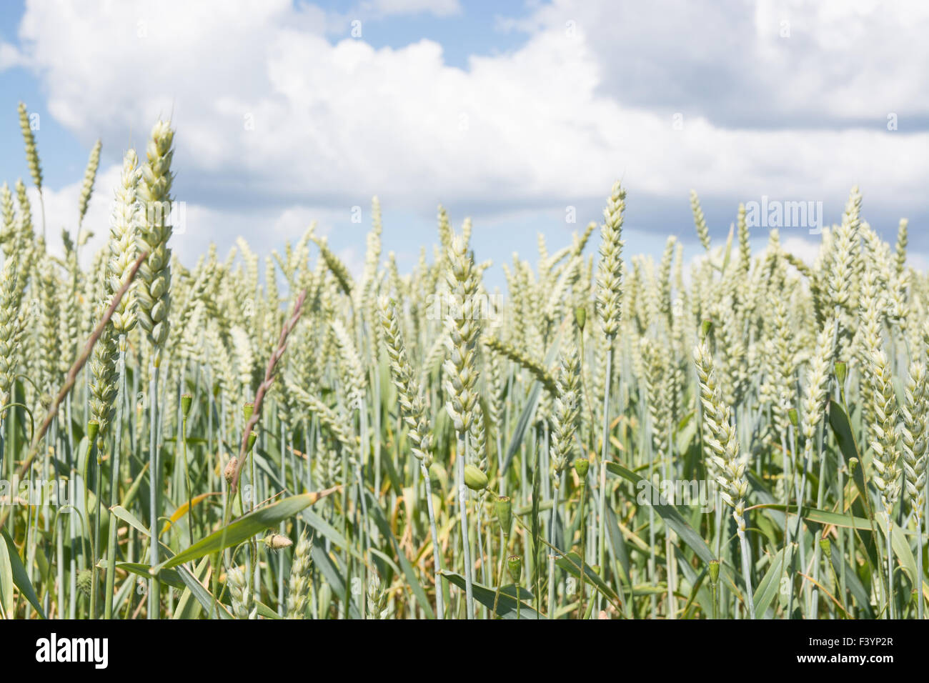 Oats Field High Resolution Stock Photography and Images - Alamy