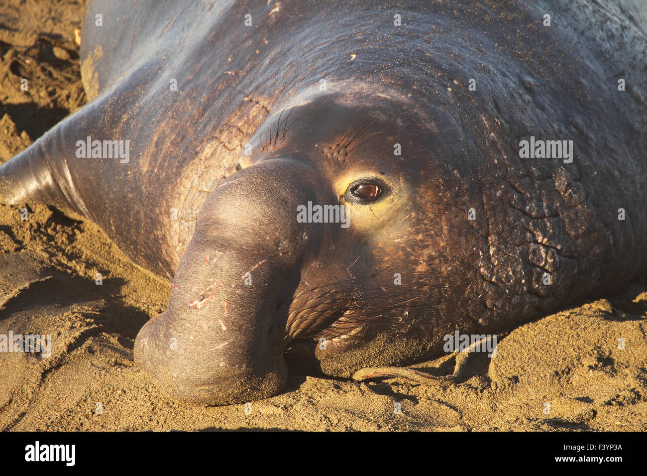 Wild male elephant during hi-res stock photography and images - Alamy