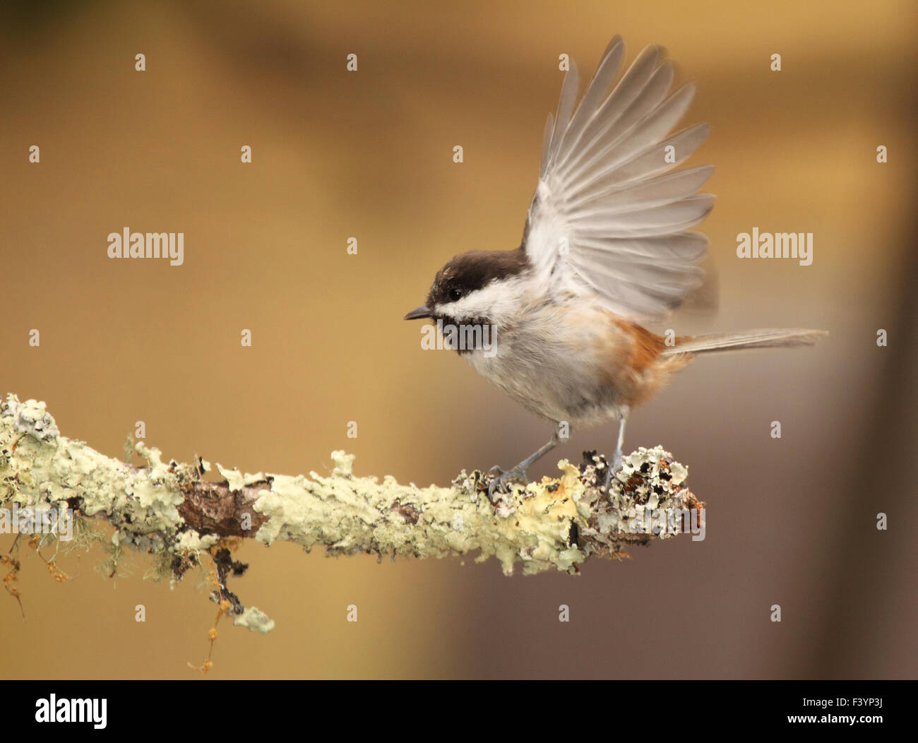 Flipping wings hi-res stock photography and images - Alamy