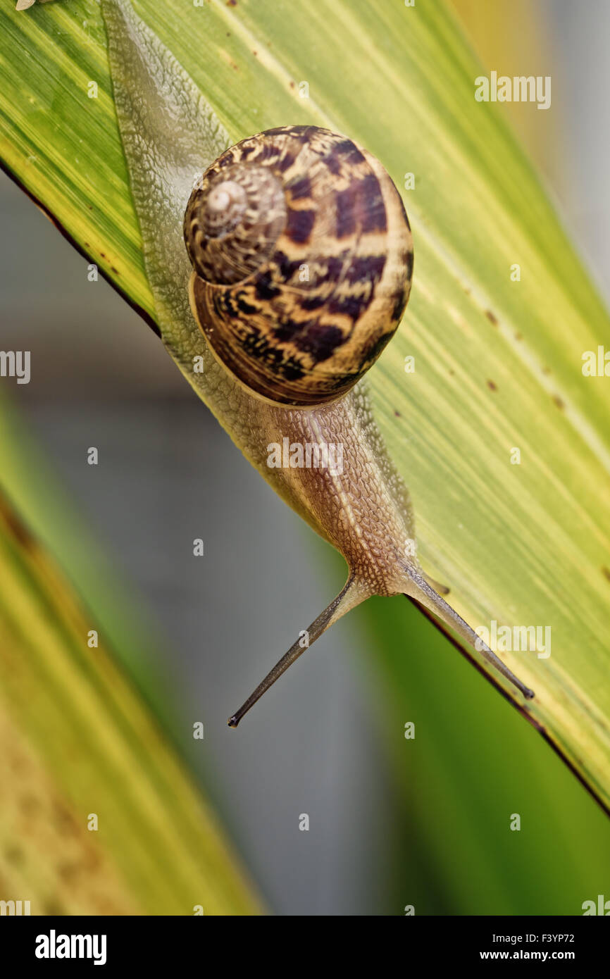 Gardensnail hi-res stock photography and images - Alamy