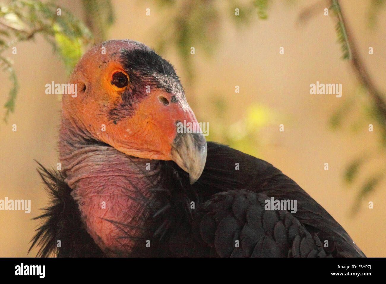 Condor endangered hi-res stock photography and images - Alamy