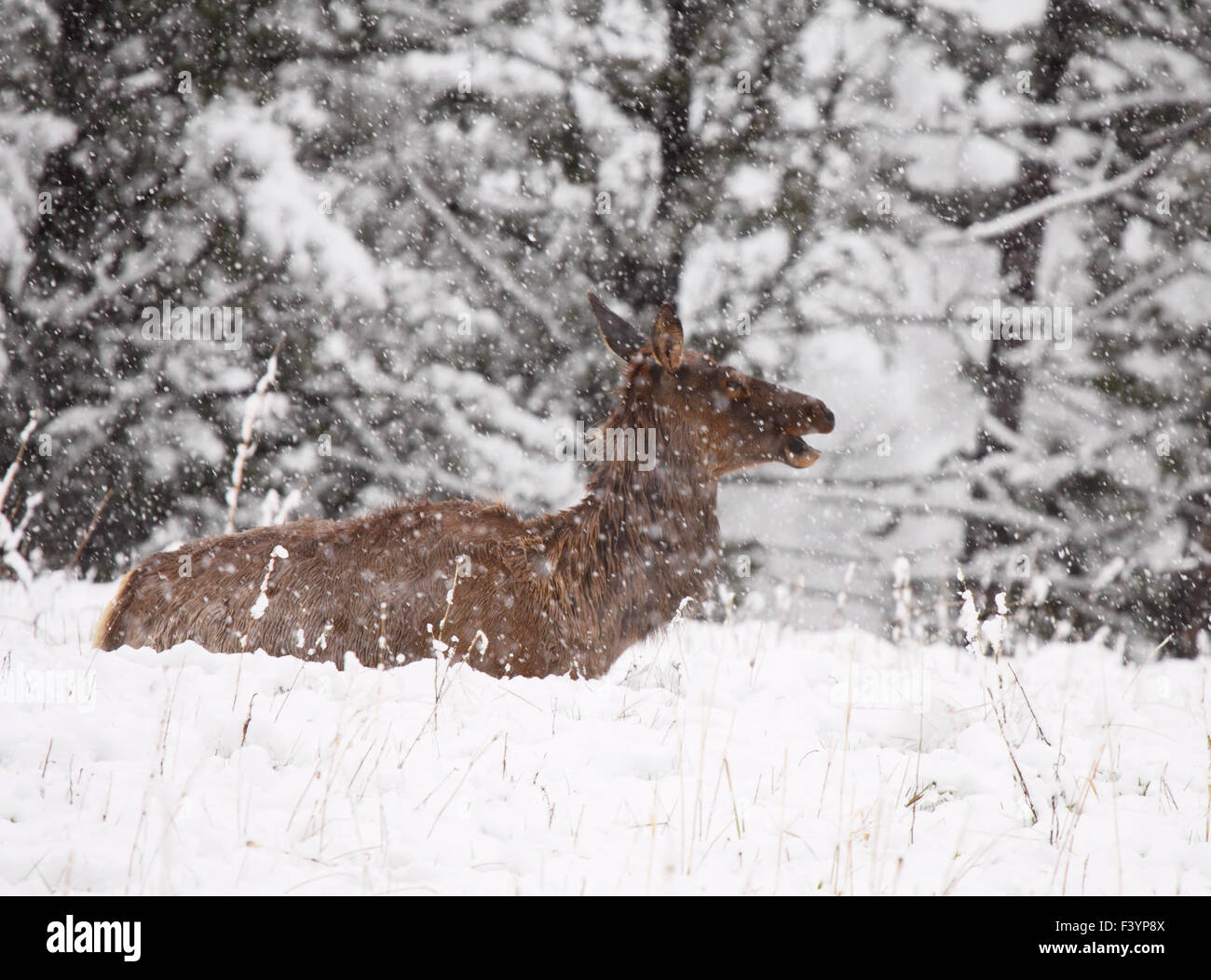 Female elk hi-res stock photography and images - Alamy