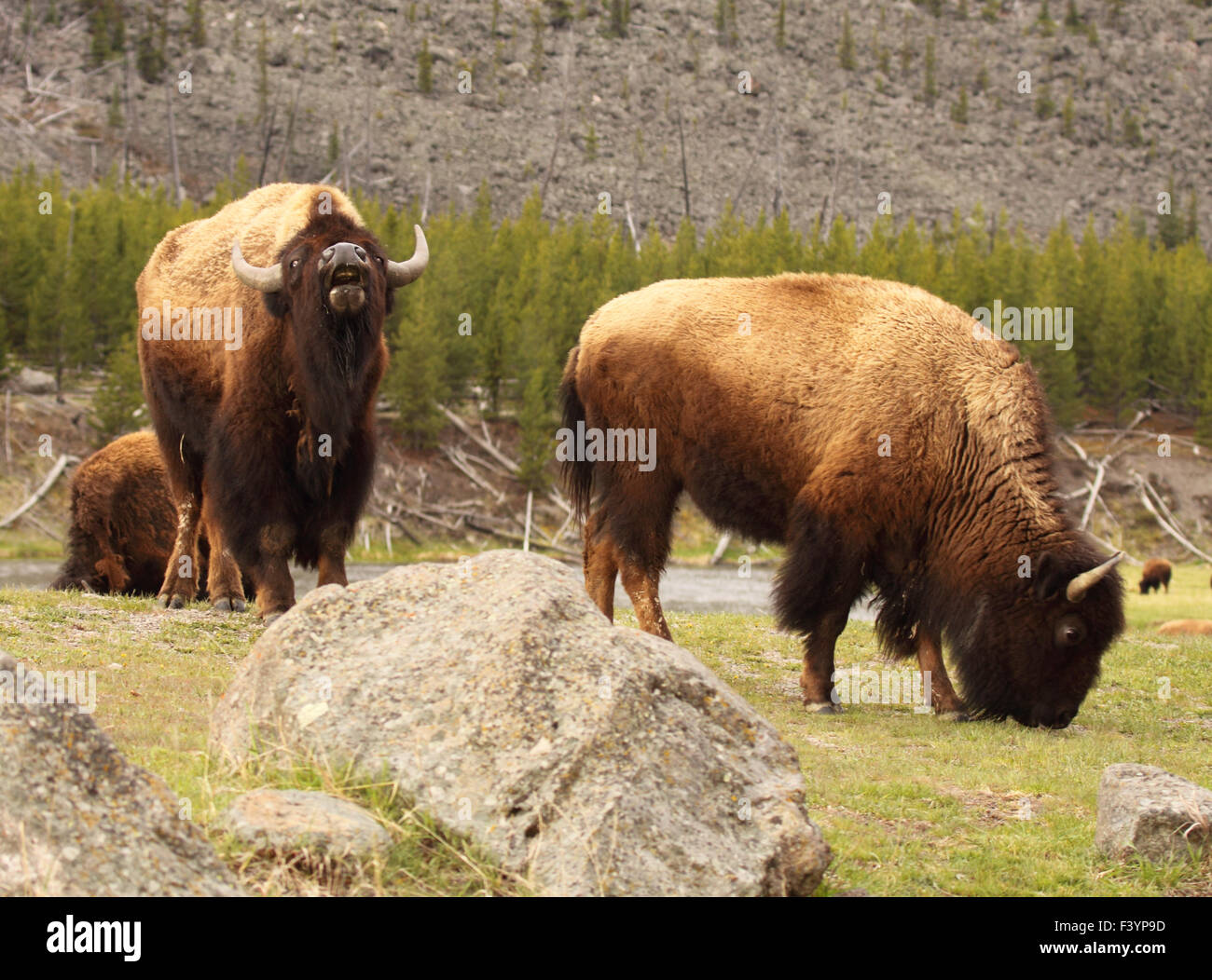 Bison bull flehmen response hi-res stock photography and images - Alamy
