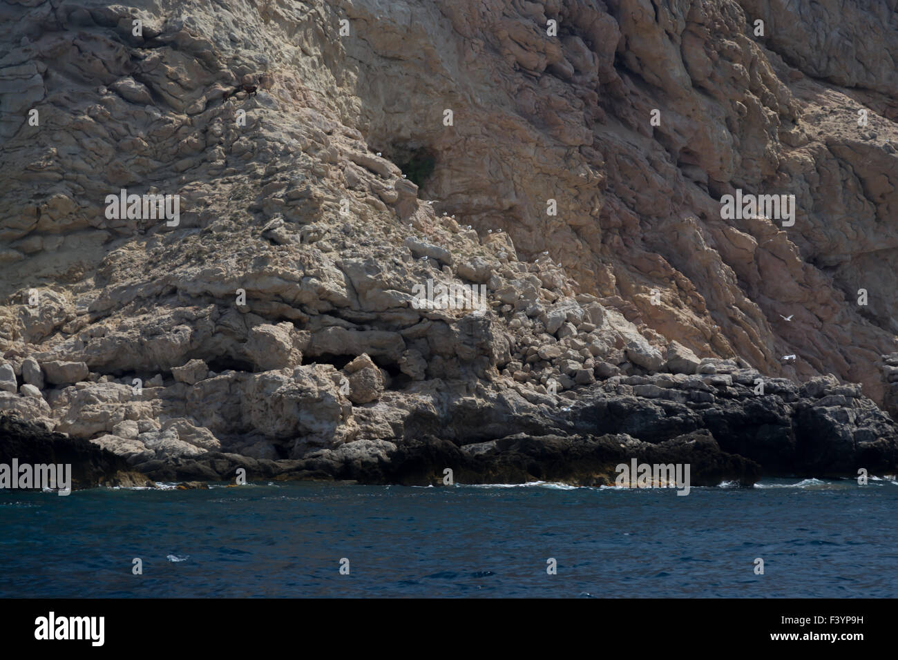 Colony of seagulls hi-res stock photography and images - Alamy