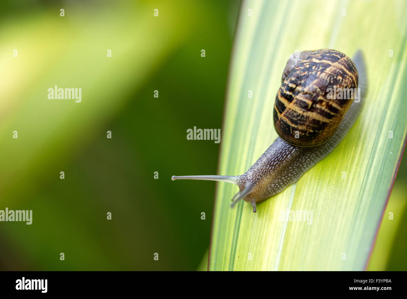 Gardensnail hi-res stock photography and images - Alamy