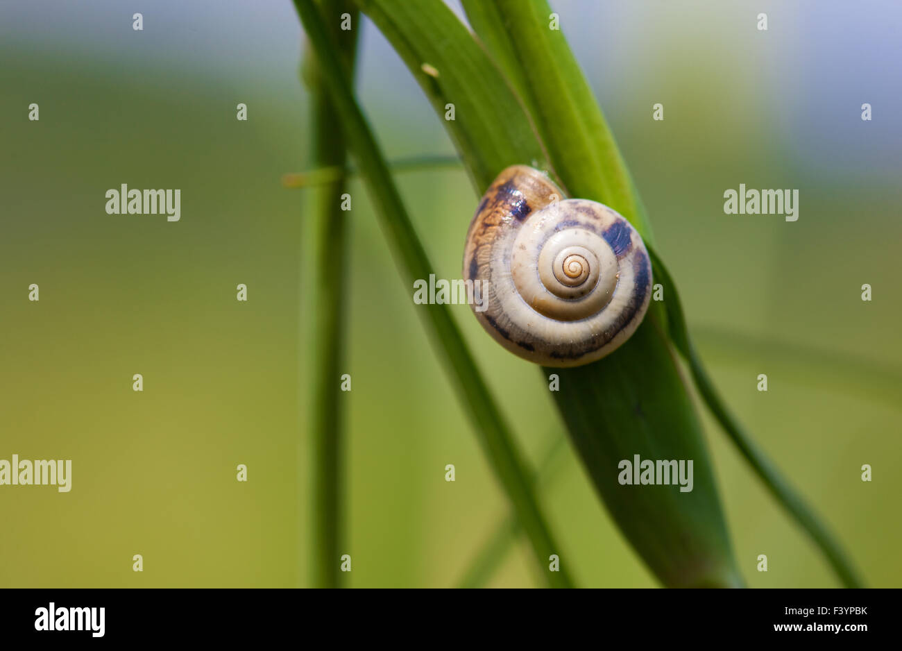 Gardensnail hi-res stock photography and images - Alamy