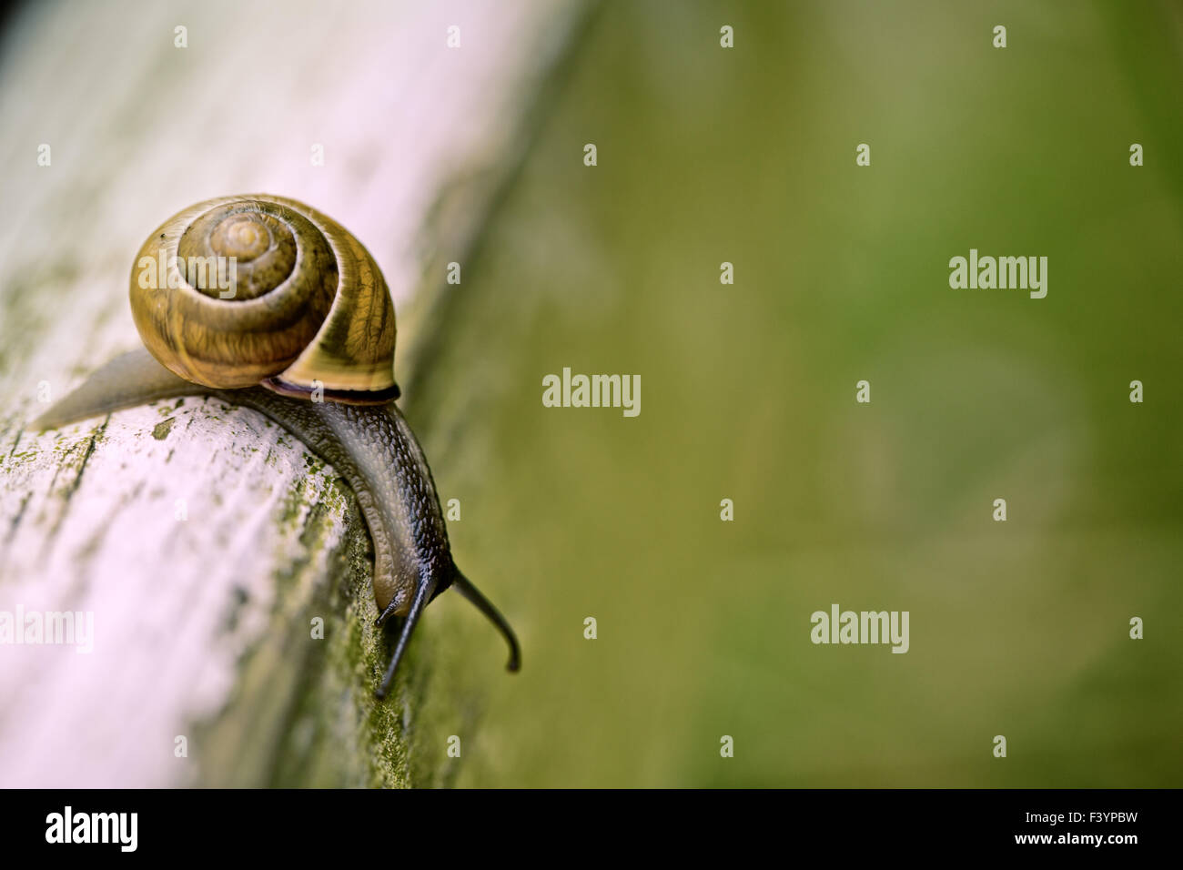 Banded snail grass hi-res stock photography and images - Alamy