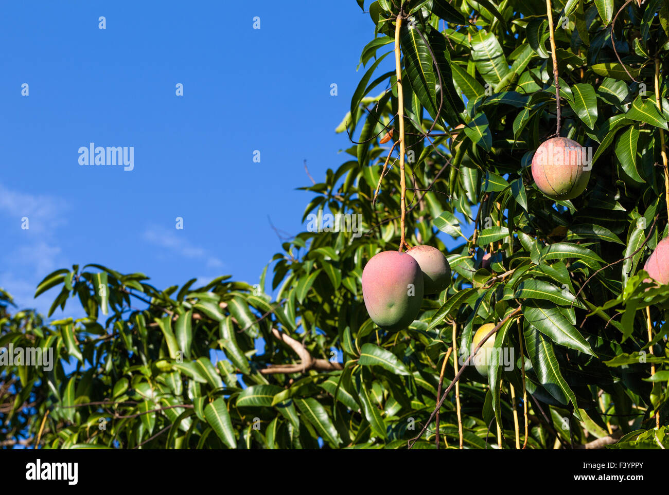 Cuba Mango tree with fruits Stock Photo - Alamy