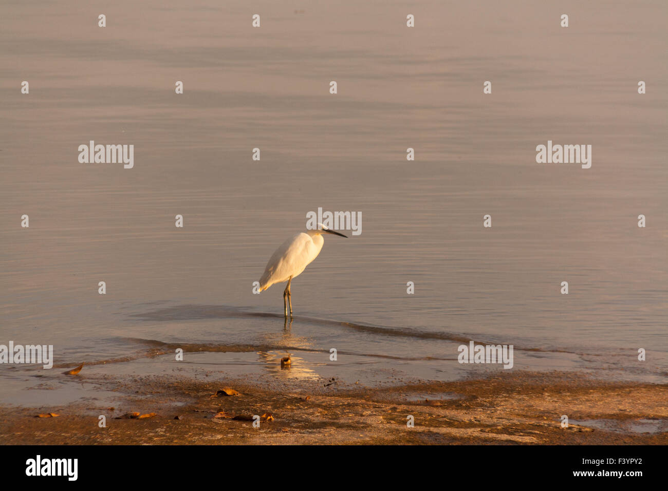 Lake Tana Bird High Resolution Stock Photography and Images - Alamy
