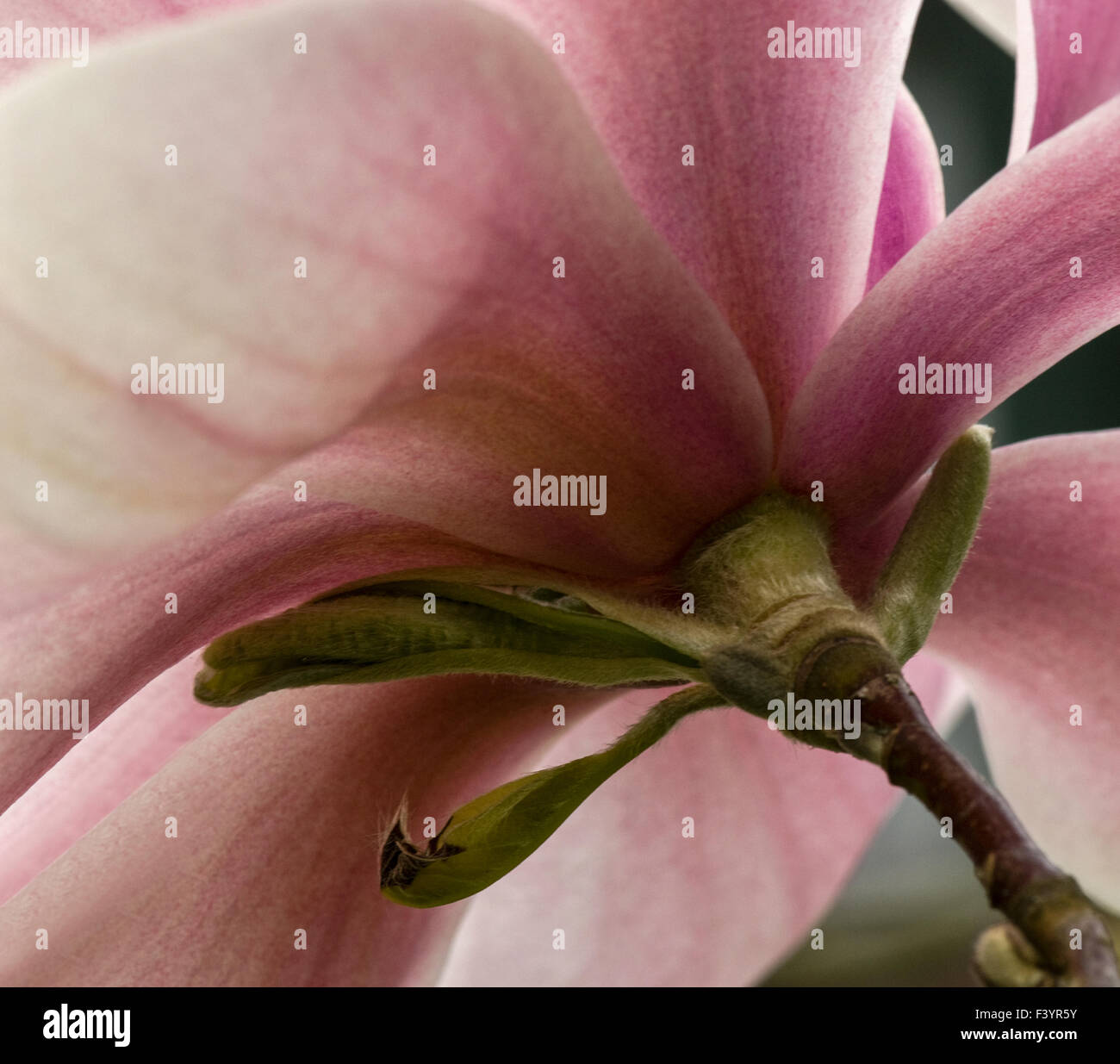 Magnolien rosa hi-res stock photography and images - Alamy