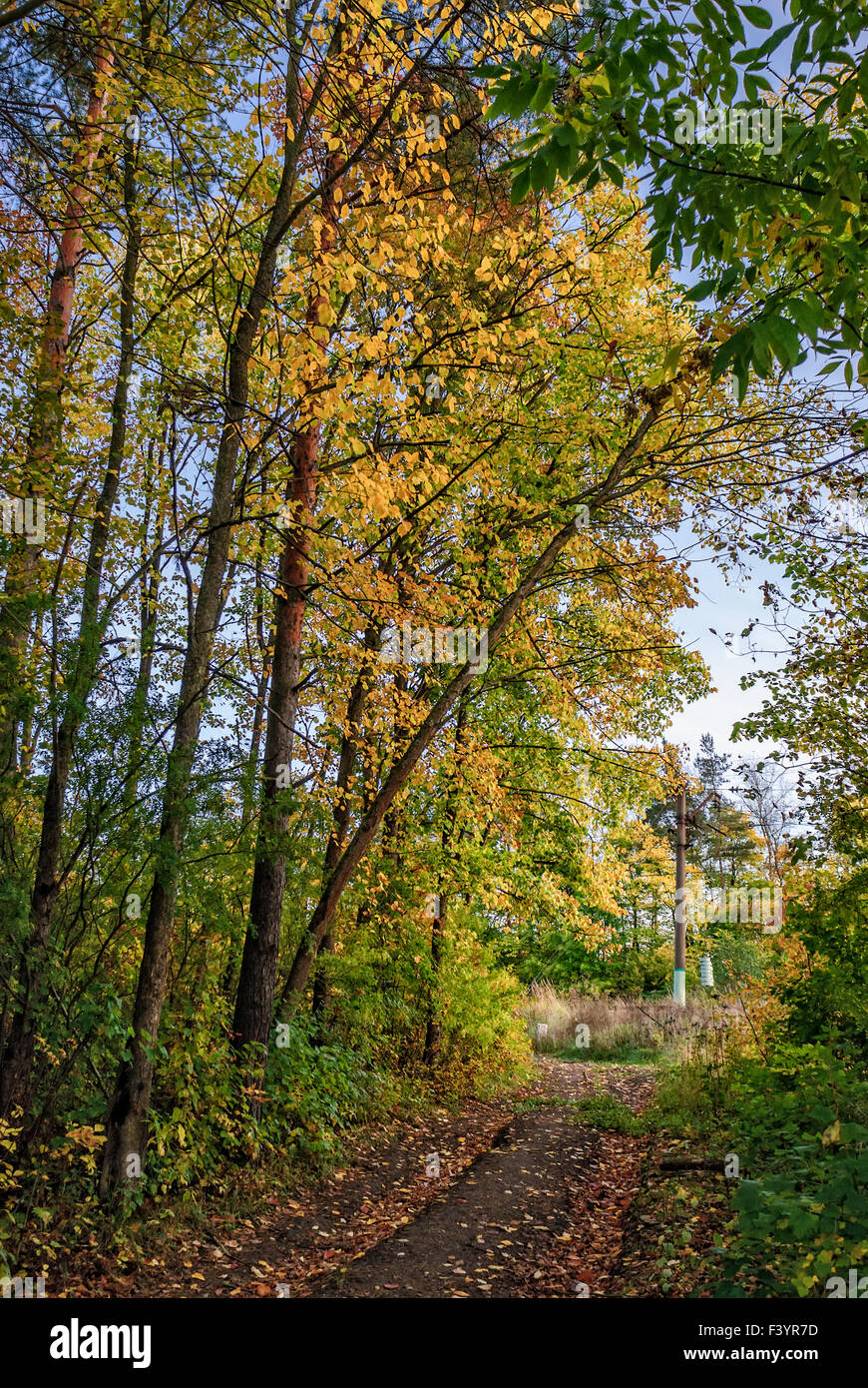 Pathway through autumn forest hi-res stock photography and images - Alamy