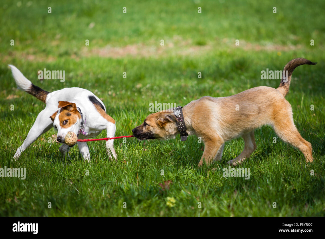 Pair of animals at play Stock Photo - Alamy