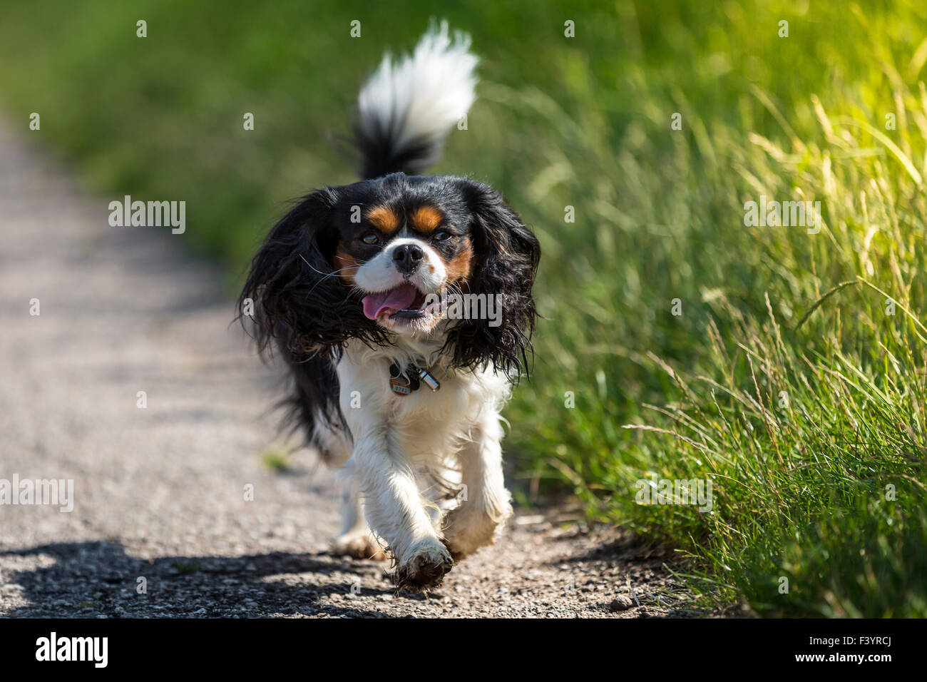 King george spaniel hi-res stock photography and images - Alamy