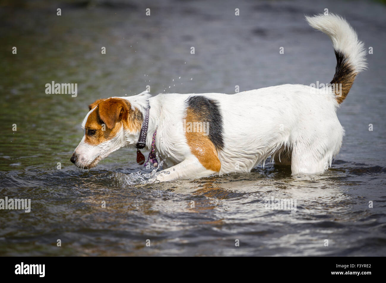 Looking for stones Stock Photo - Alamy