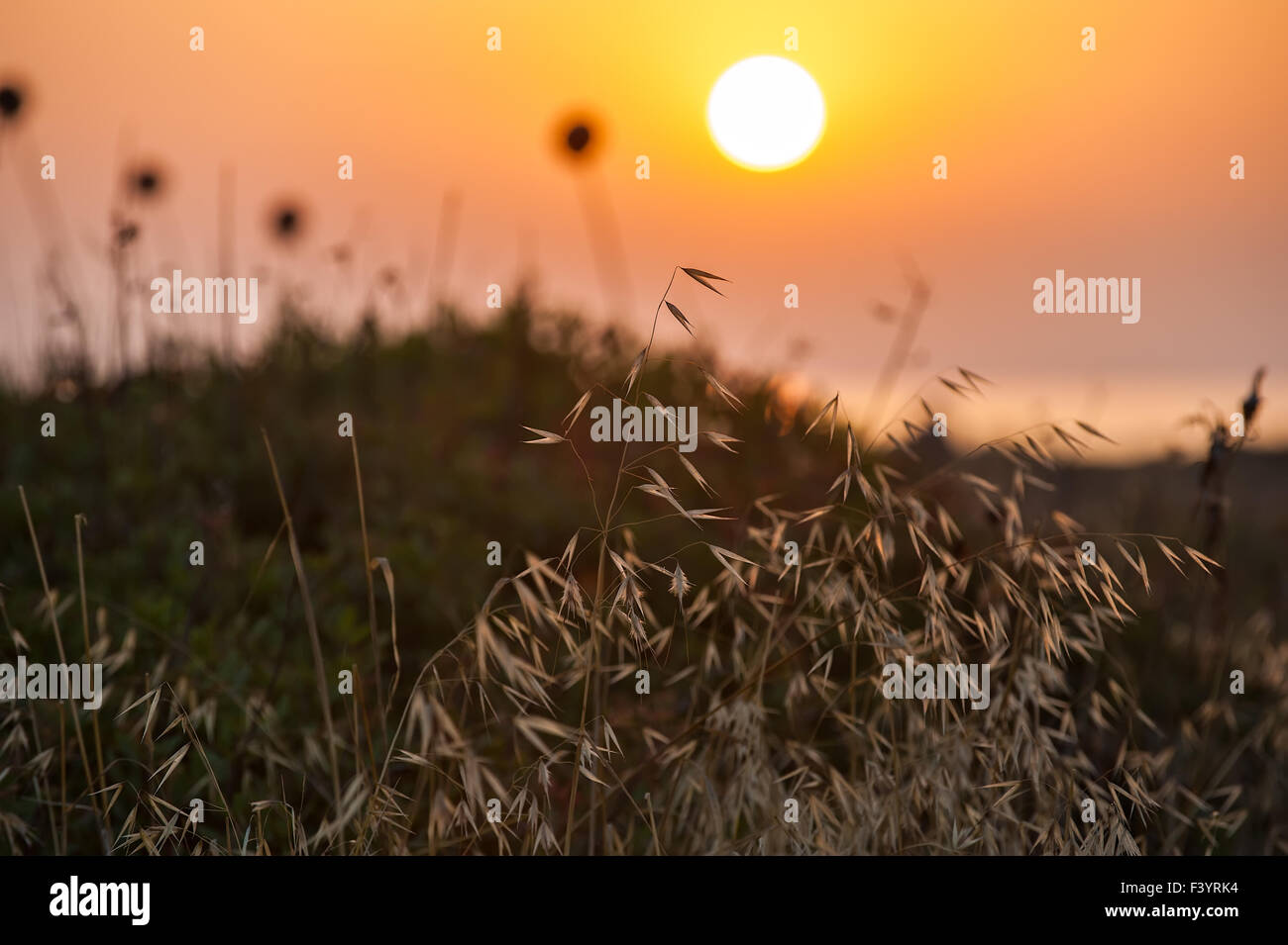 Grass on sunset background Stock Photo - Alamy