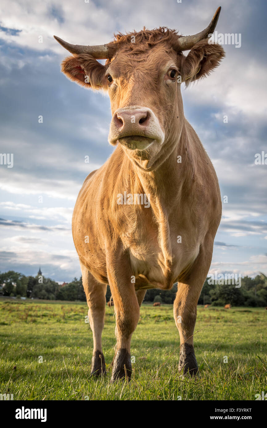 Brown gross hi-res stock photography and images - Alamy