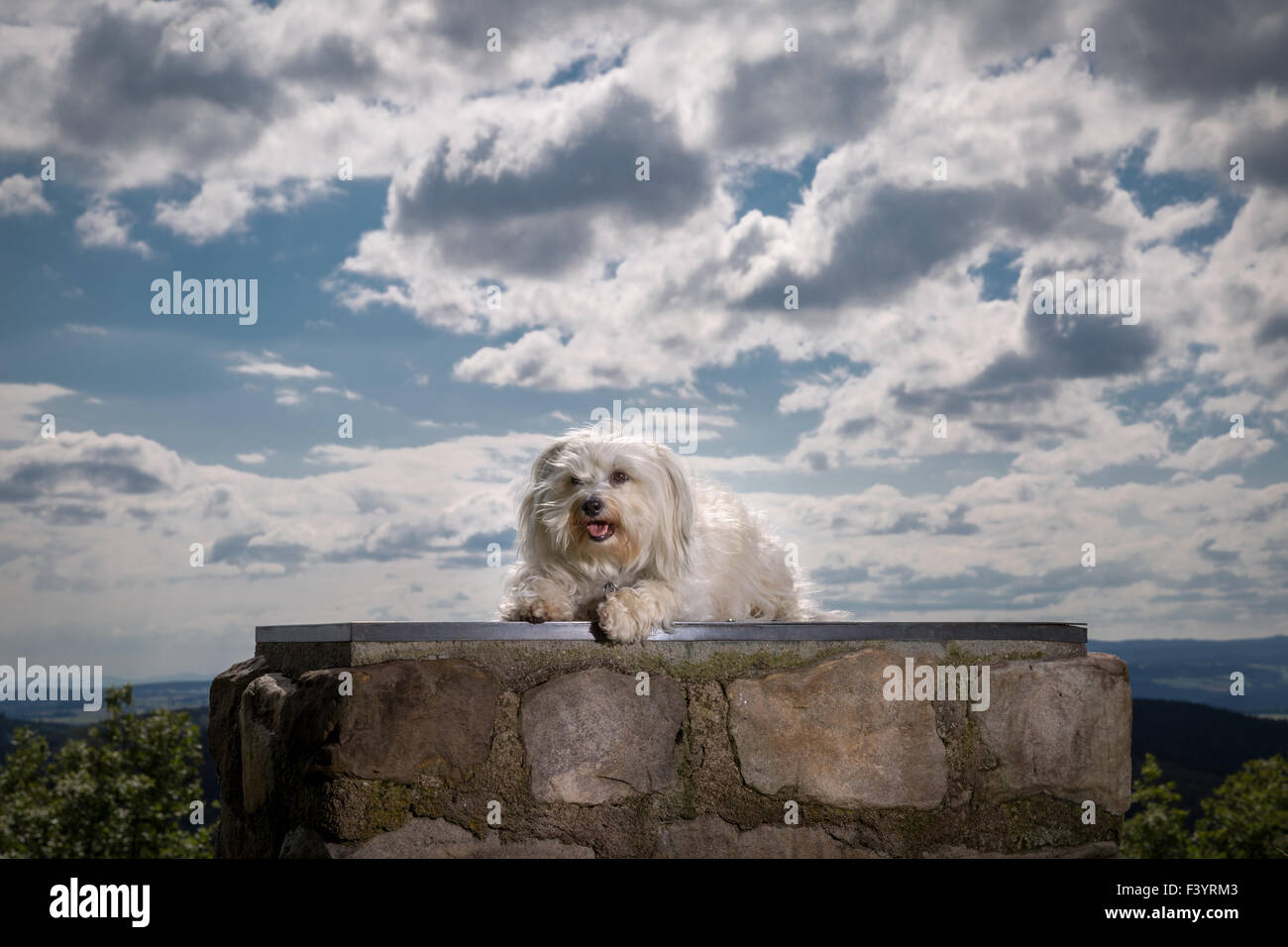 Dog in the countryside Stock Photo - Alamy