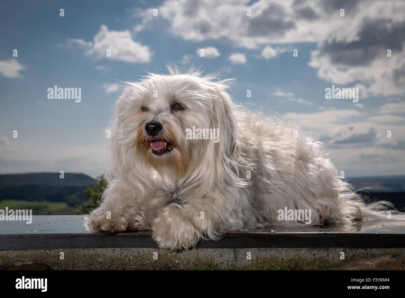 Havaneser havanese bichon havanais bichon hi-res stock photography and ...