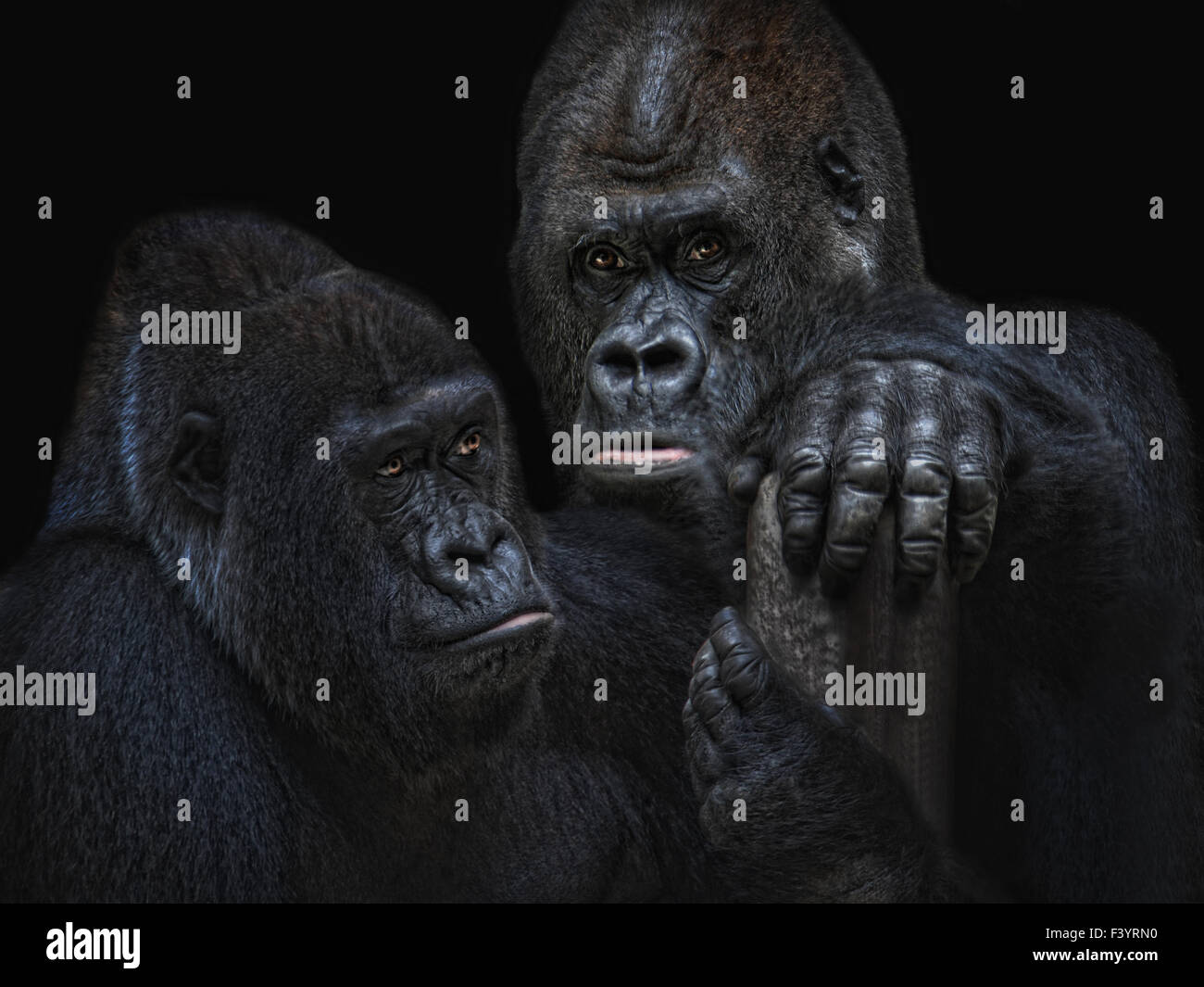 Close up female silverback gorilla hi-res stock photography and images ...