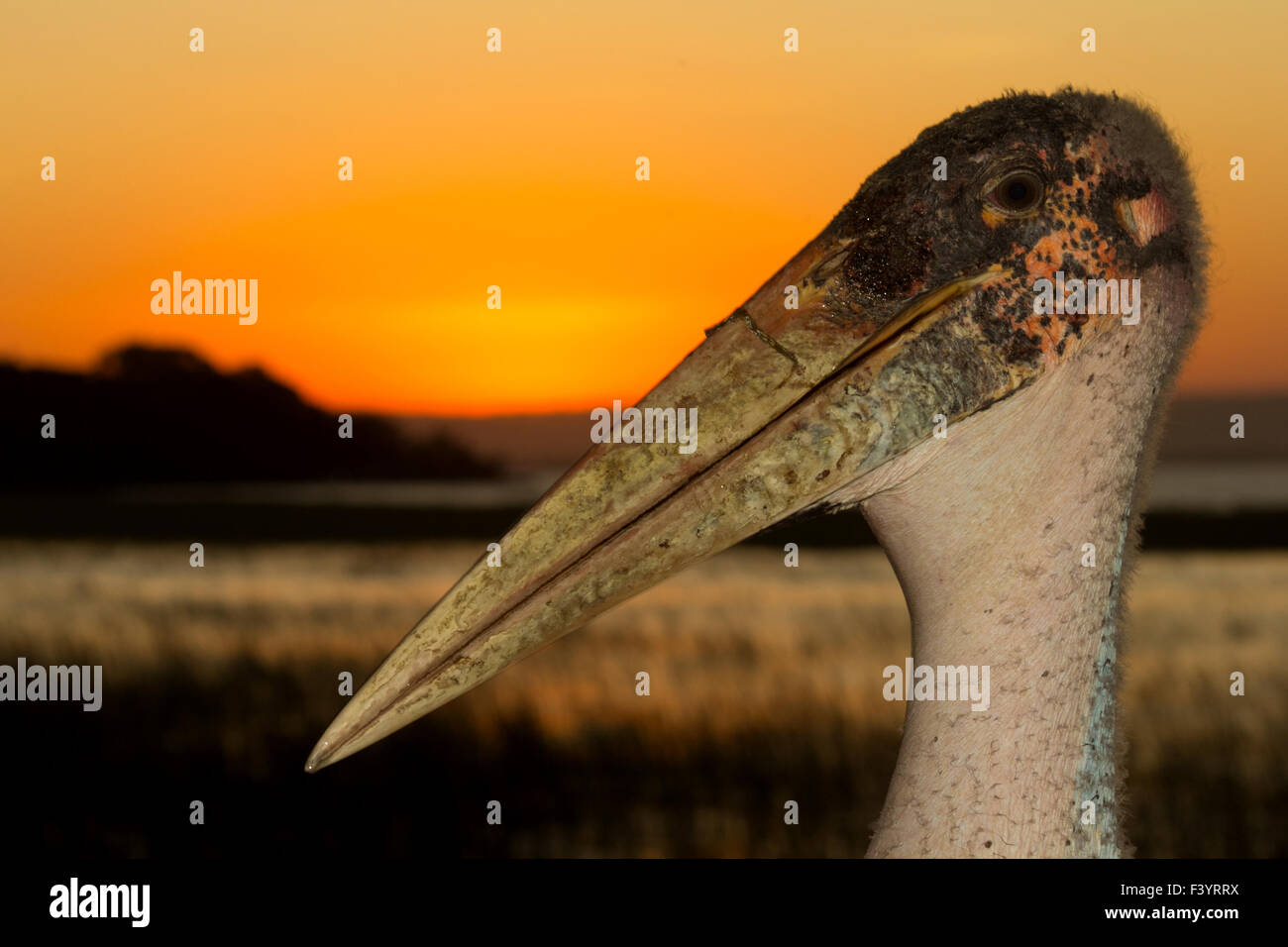 Bird marabu hi-res stock photography and images - Alamy