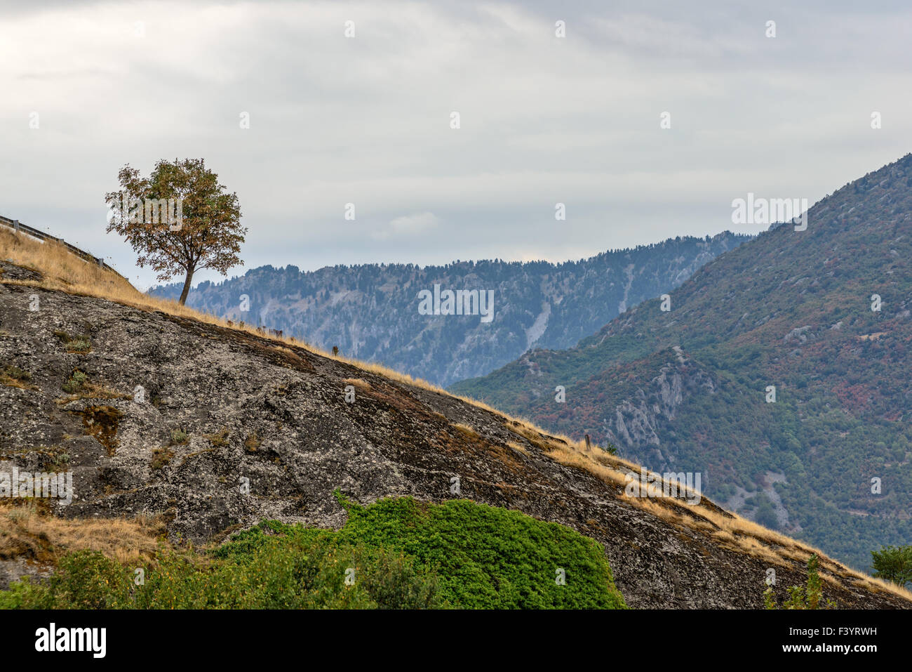 Tree slope hi-res stock photography and images - Alamy