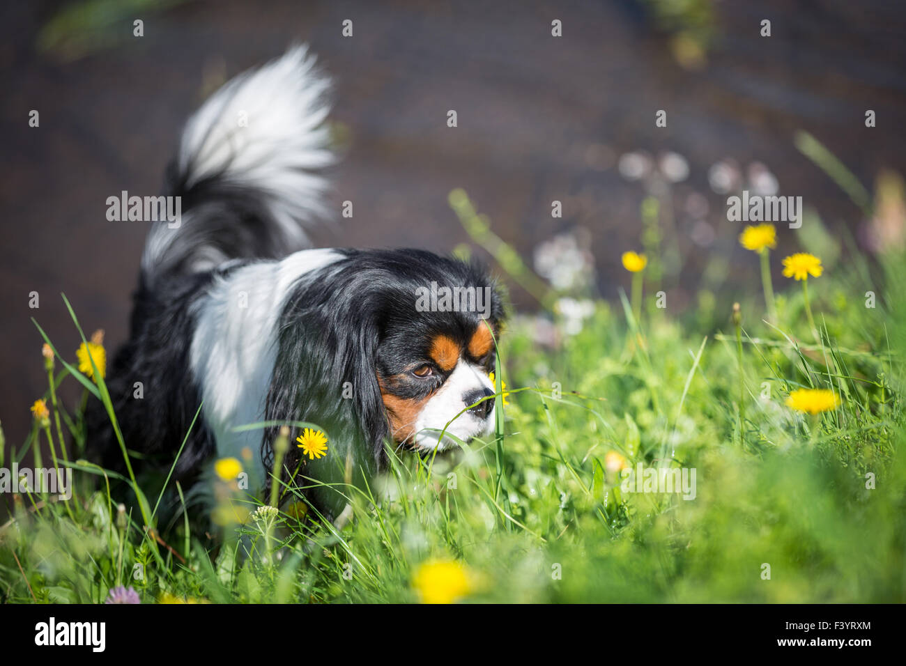 King george spaniel hi-res stock photography and images - Alamy