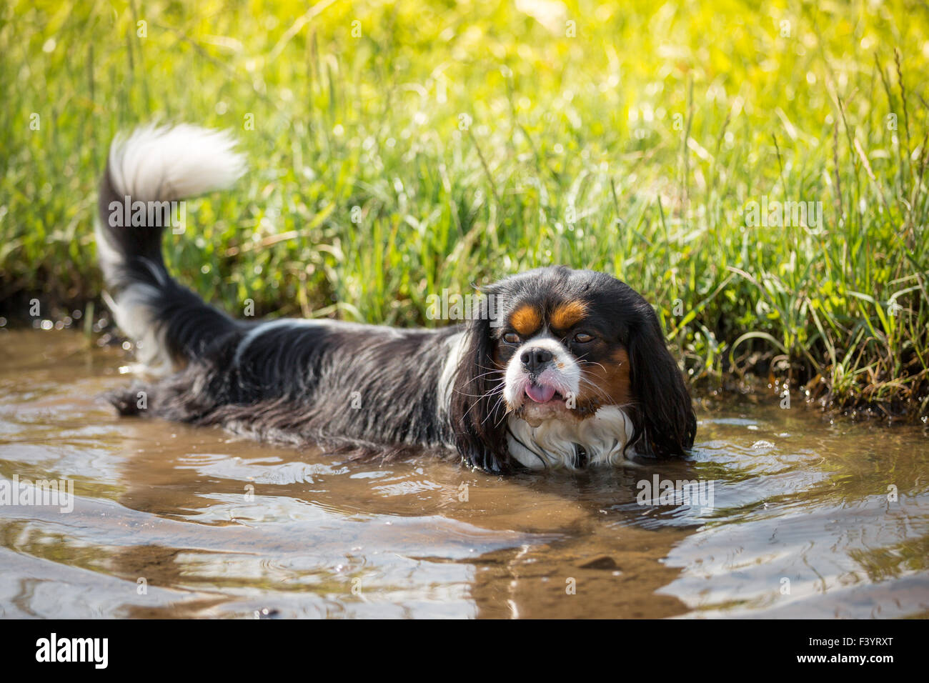 Full bath in the puddle Stock Photo - Alamy