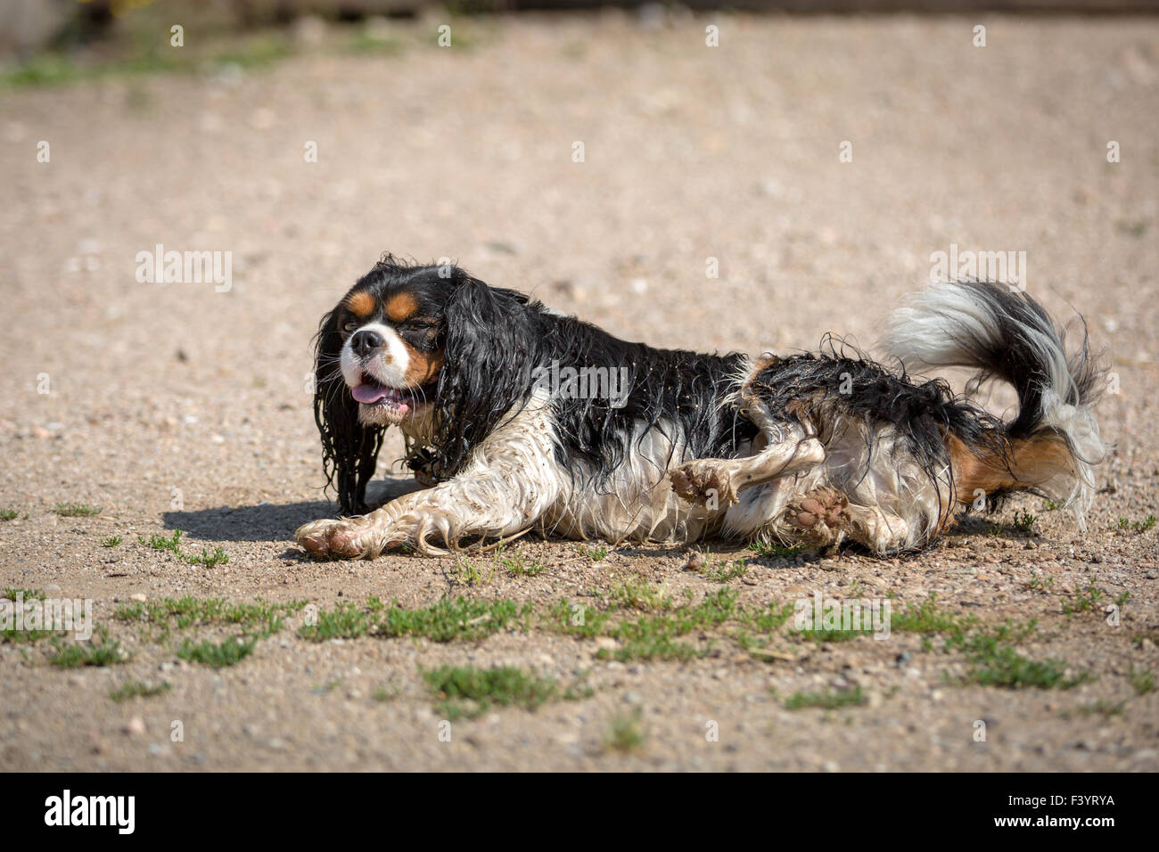 Dirty dog hi-res stock photography and images - Alamy