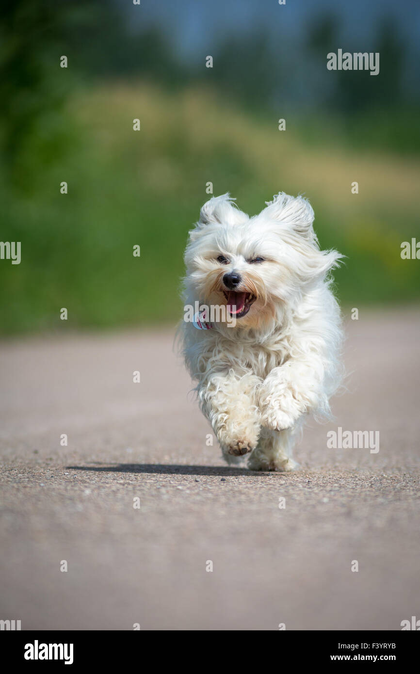 White Long Haired Dog High Resolution Stock Photography and Images - Alamy